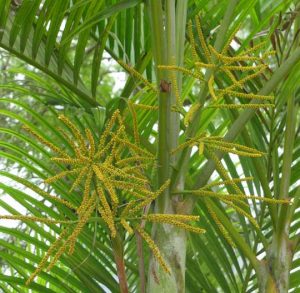 Cómo cultivar y cuidar las palmas de areca